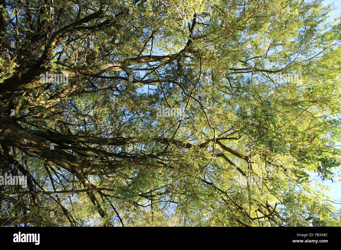 Tall up old hi-res stock photography and images - Alamy