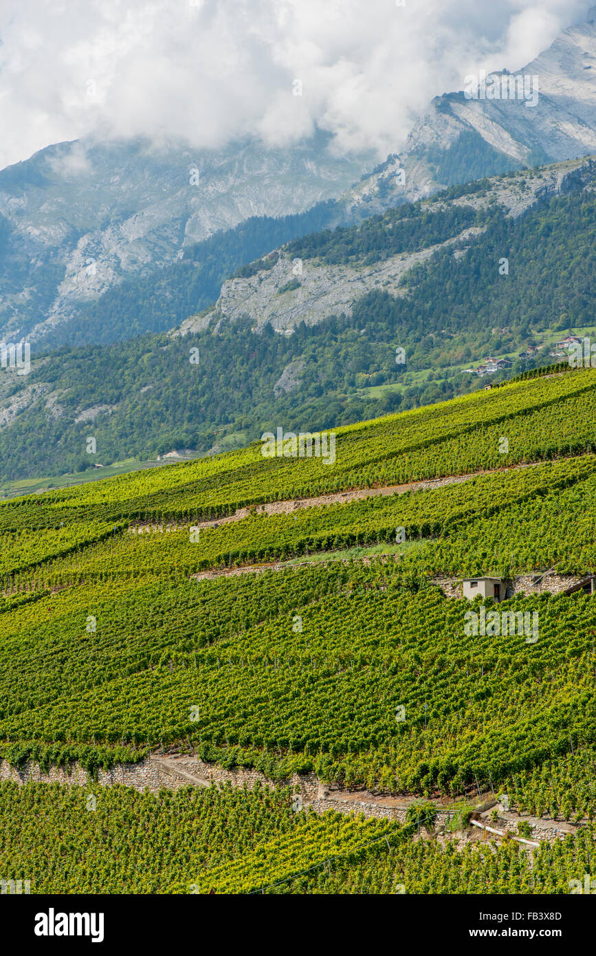 Valais wine region switzerland hi-res stock photography and images - Alamy