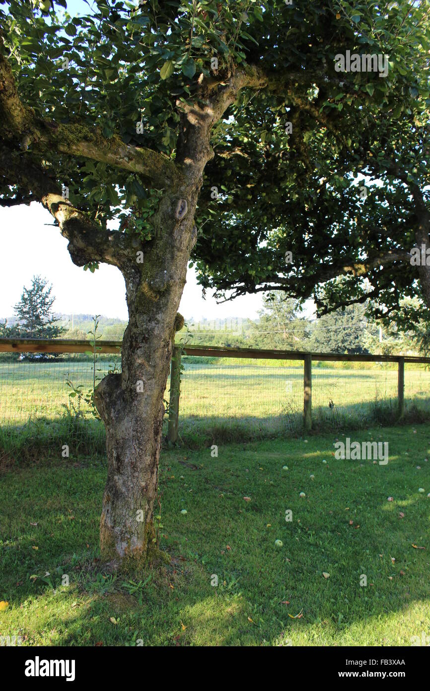 Old green tree free hi-res stock photography and images - Alamy