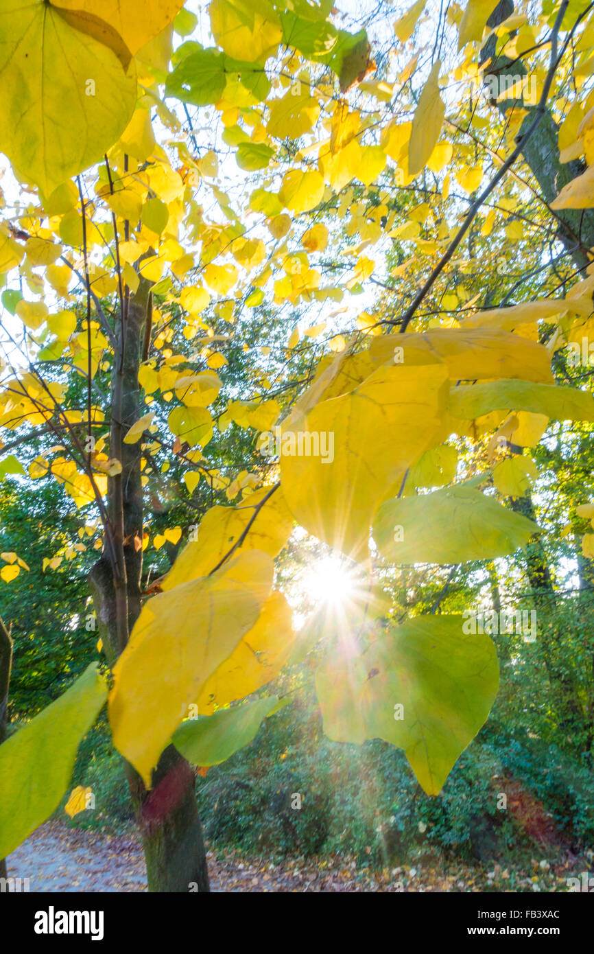 Lime tree tilia sp hi-res stock photography and images - Alamy