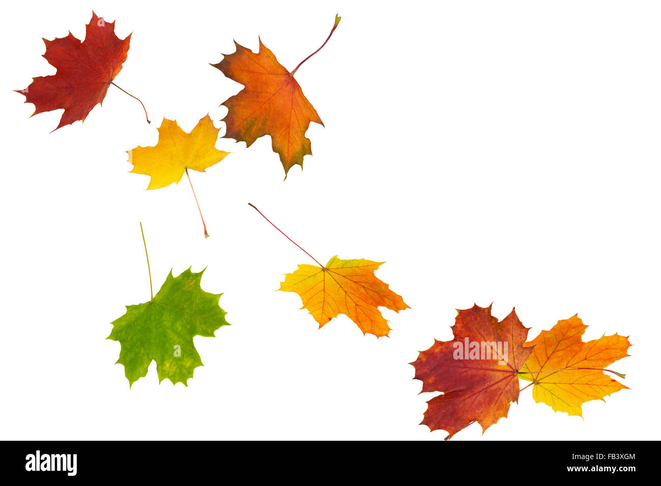 Beautiful autumn dry leaves Cut Out Stock Images & Pictures - Alamy