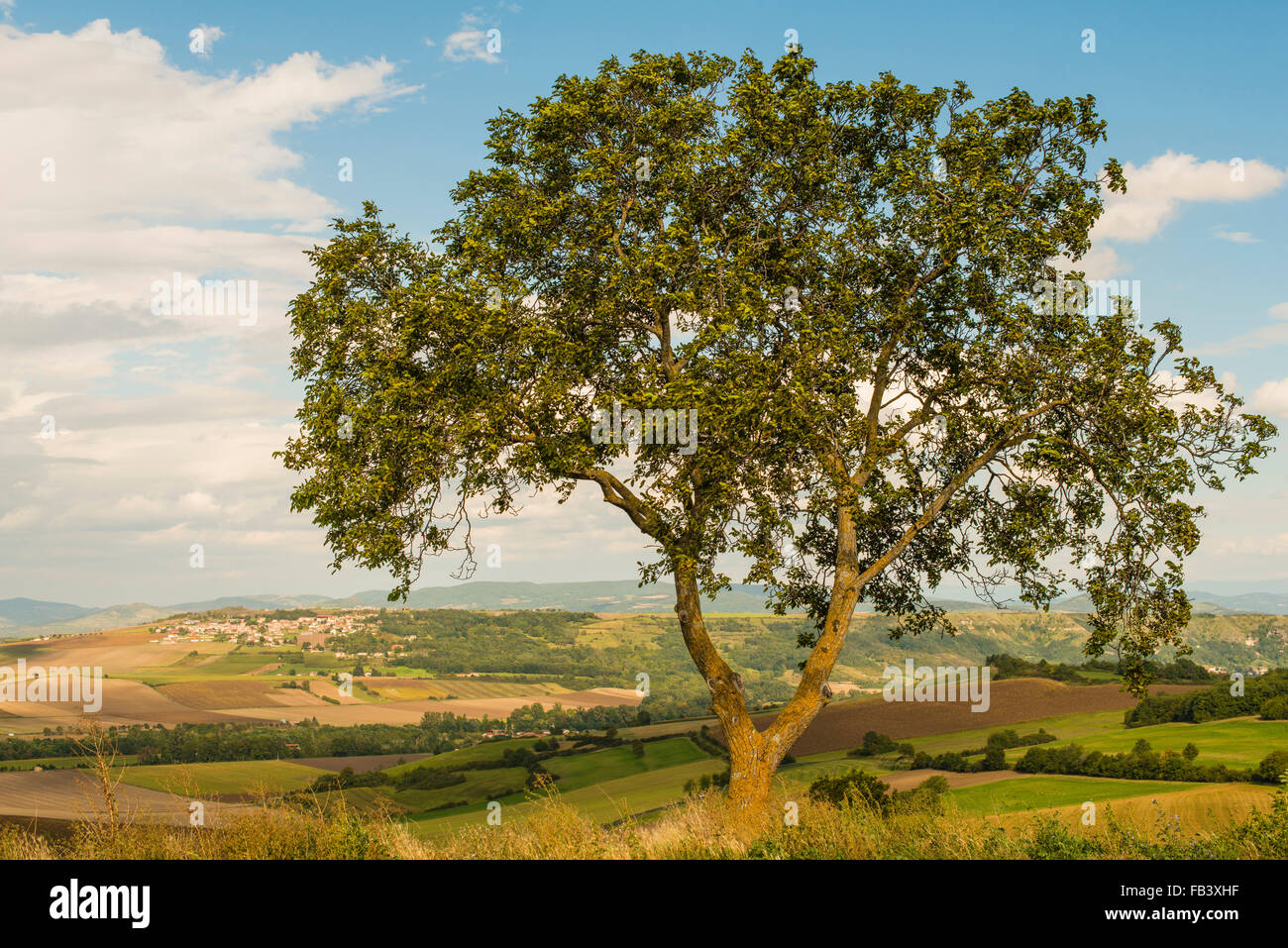 Walnut Tree (Juglans Regia), Typical Landscape of Auvergne, France ...