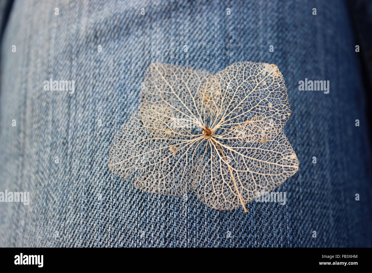 Skeleton flower hi-res stock photography and images - Alamy