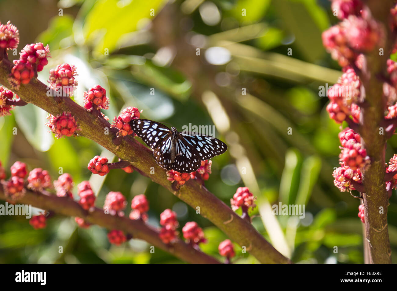 Photograph of a blue spotted butterfly on Dunk Island in Queensland ...