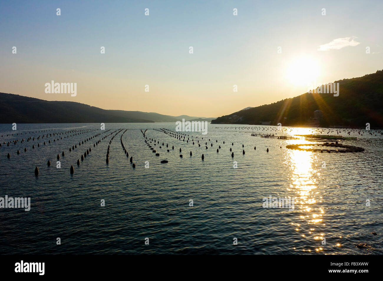 Mussel farming in the sea, Dalmatia, Croatia Stock Photo - Alamy