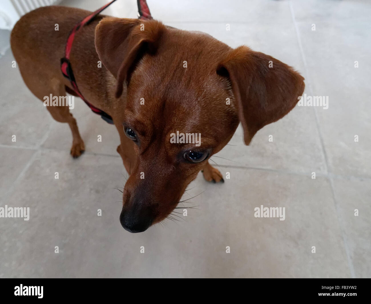 Portrait of Pincher Stock Photo - Alamy