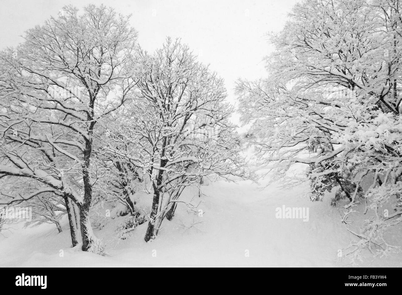Forest covered with snow, Gifu Prefecture, Japan Stock Photo - Alamy