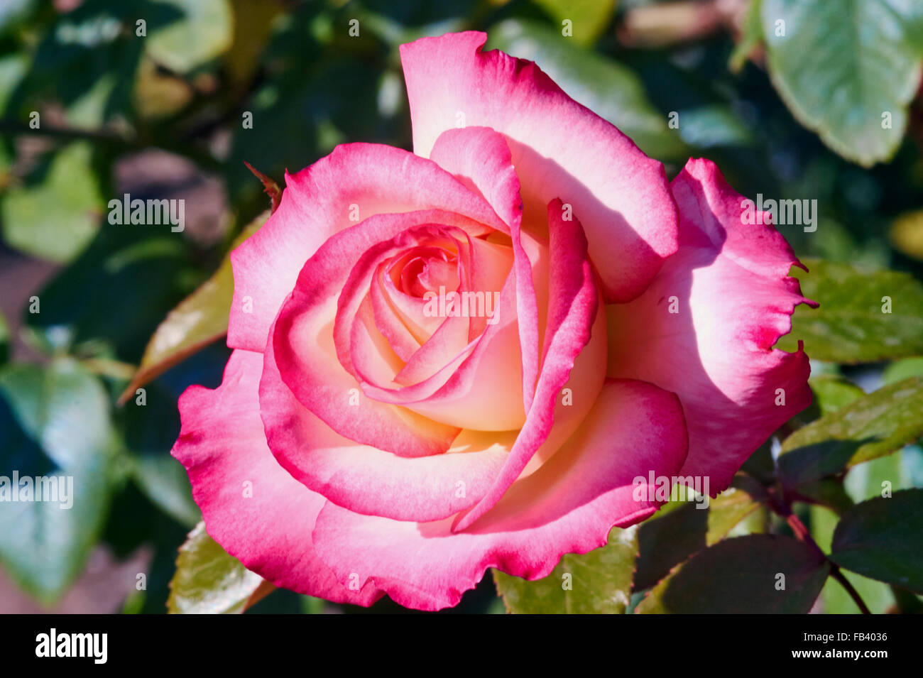 Poland rose garden hi-res stock photography and images - Alamy