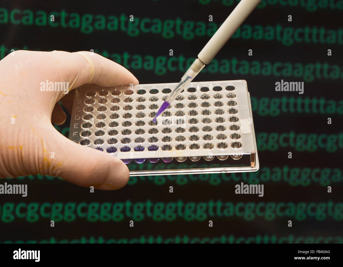 DNA testing in a scientific laboratory. The study of biological sample ...
