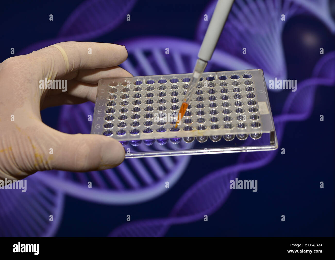 A scientific experiment in the laboratory. The study of biological ...