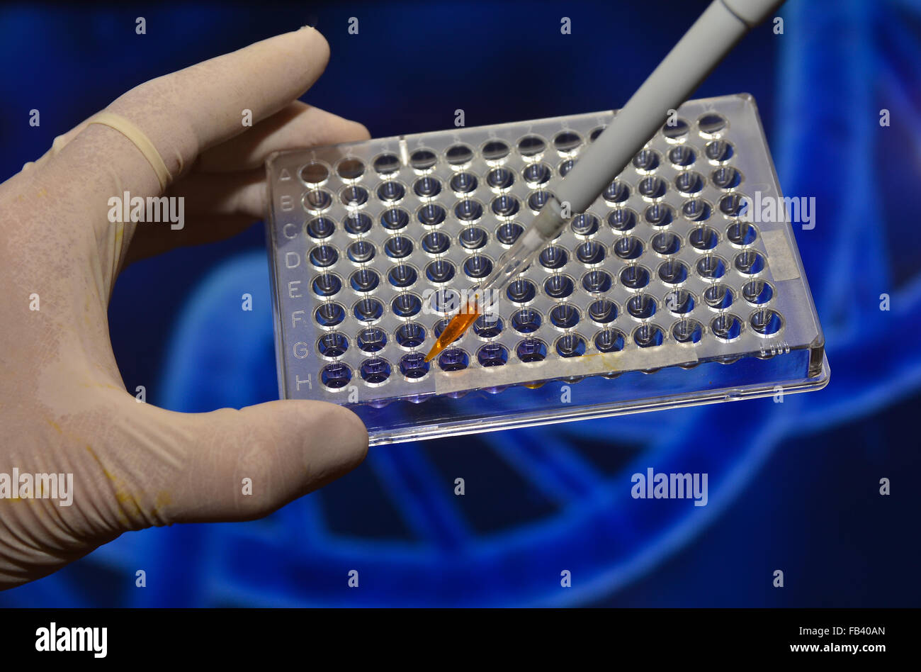 A scientific experiment in the laboratory. The study of biological ...