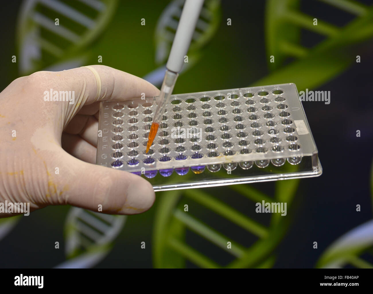 In the biomedical laboratory. The study of biological sample in a well ...