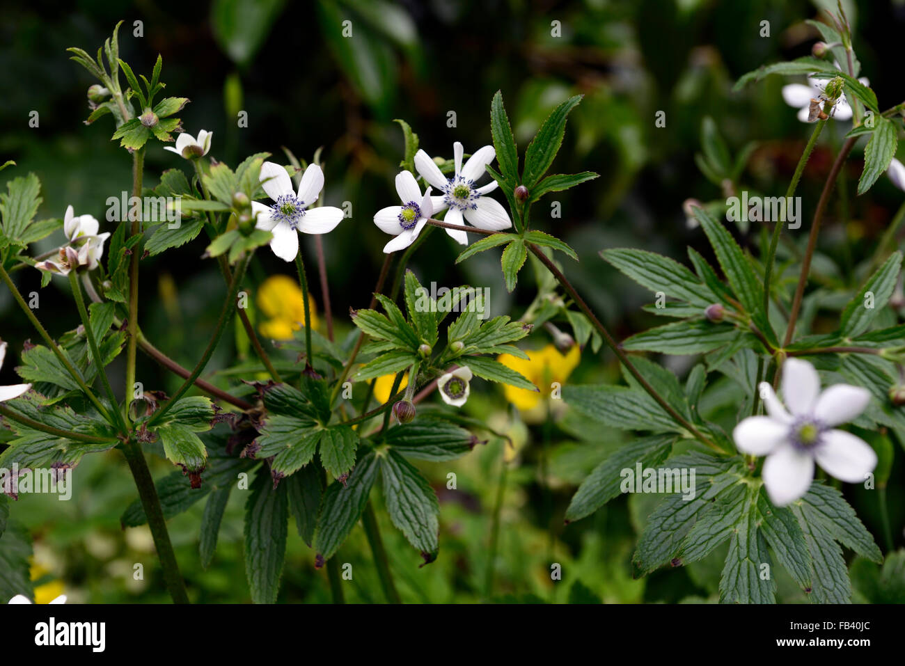 Anemone rivularis white flower blue anther unusual flowering perennial ...