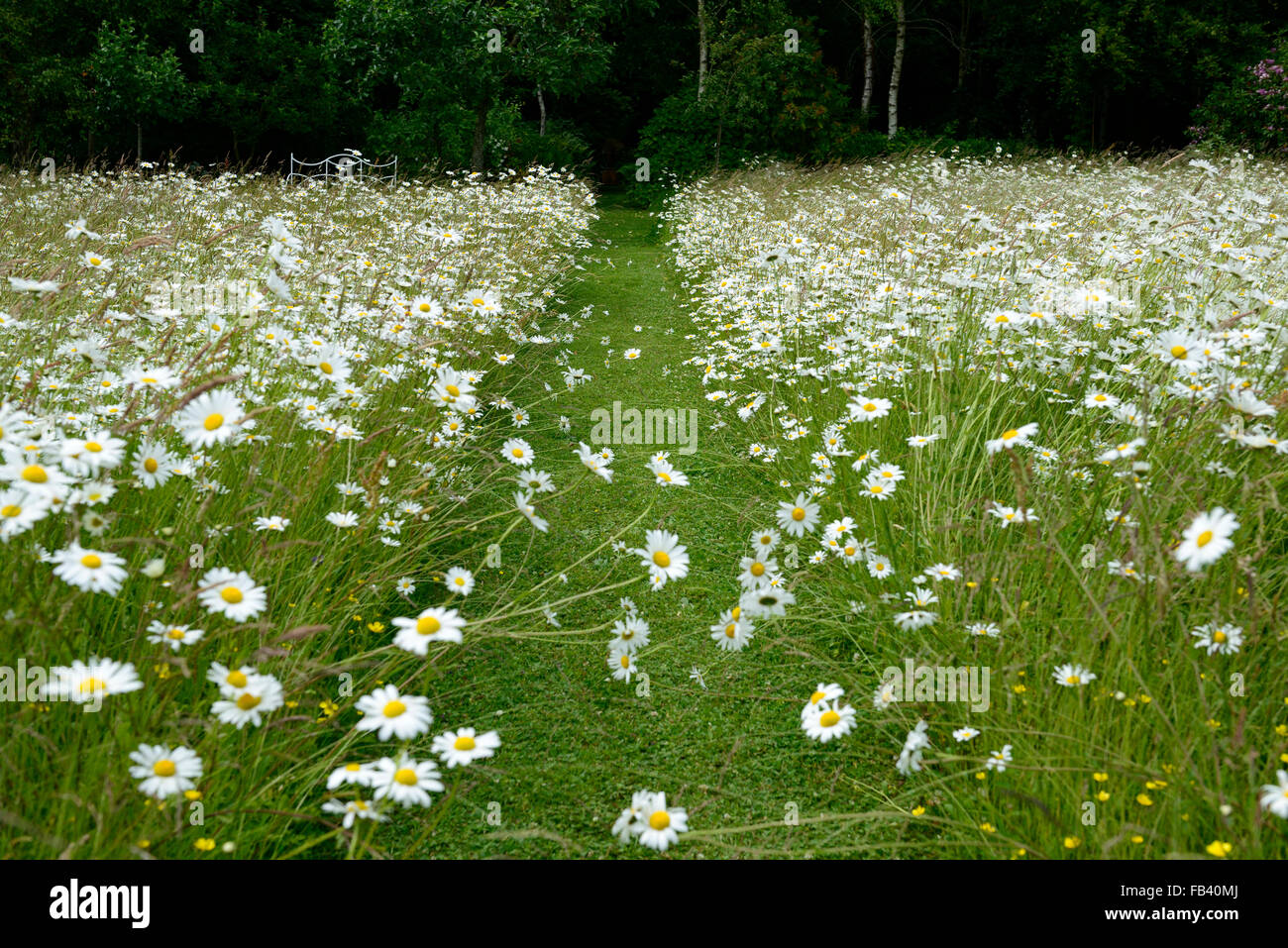 Chrysanthemum leucanthemum meadow path pathway philip hollwey gardens ...