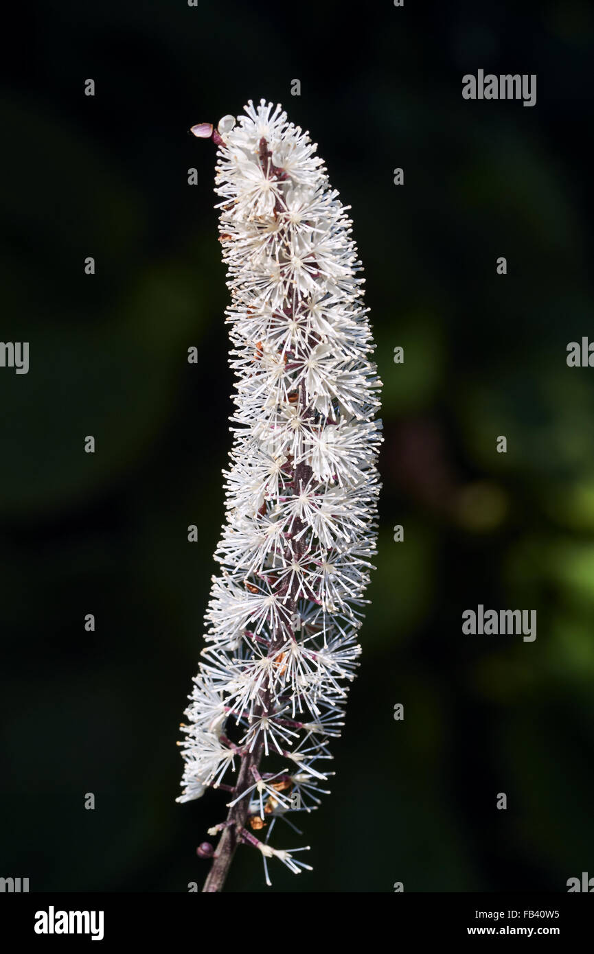 White flowers bistort summer in the garden Stock Photo - Alamy
