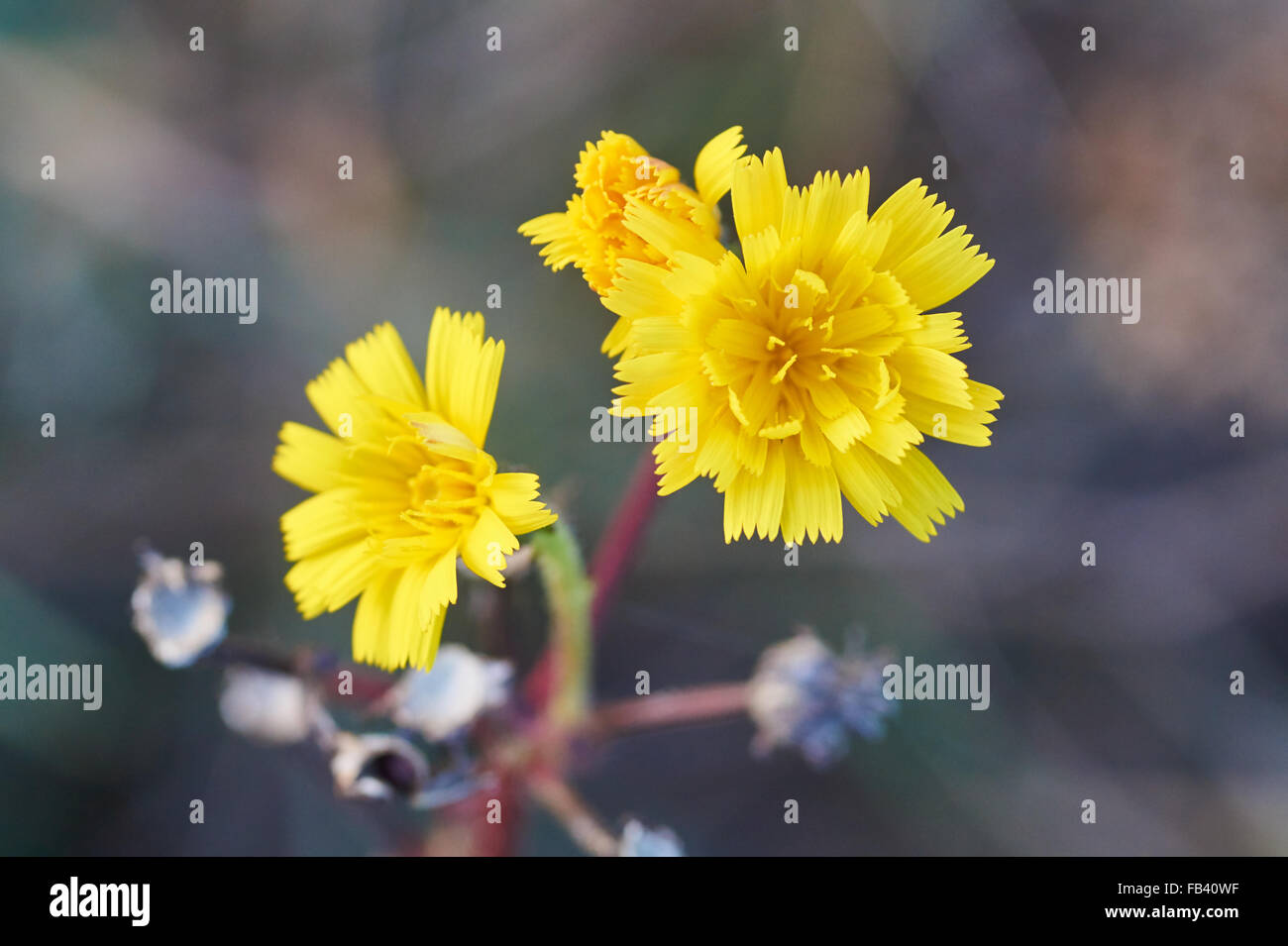 Dandelion mud - yellow flower in the summer on a meadow in Poland Stock ...