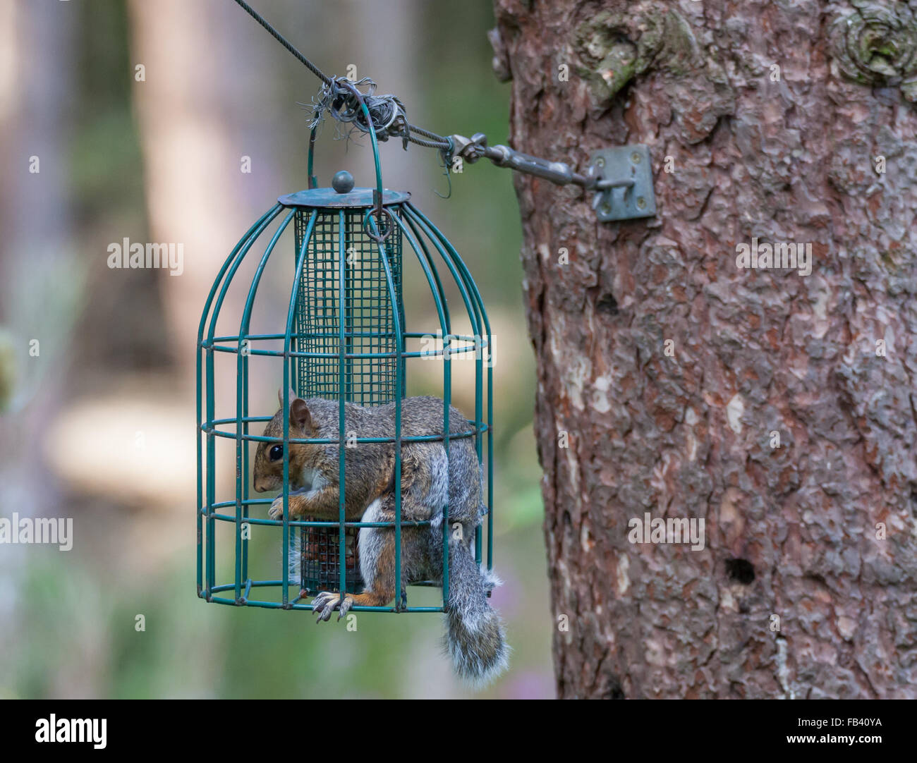Squirrel on wire hi-res stock photography and images - Alamy
