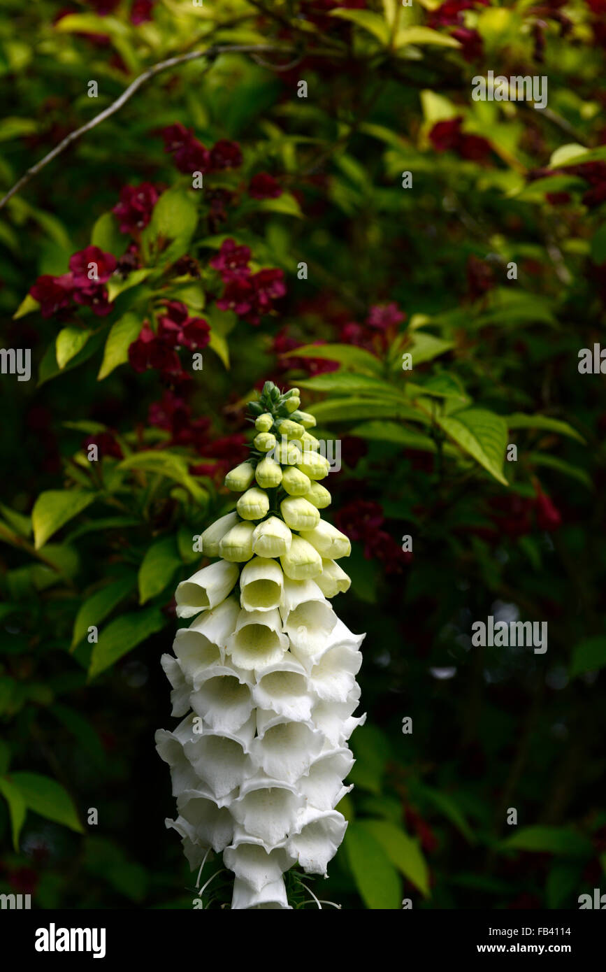 digitalis alba white foxglove foxgloves shade shady shaded flower ...