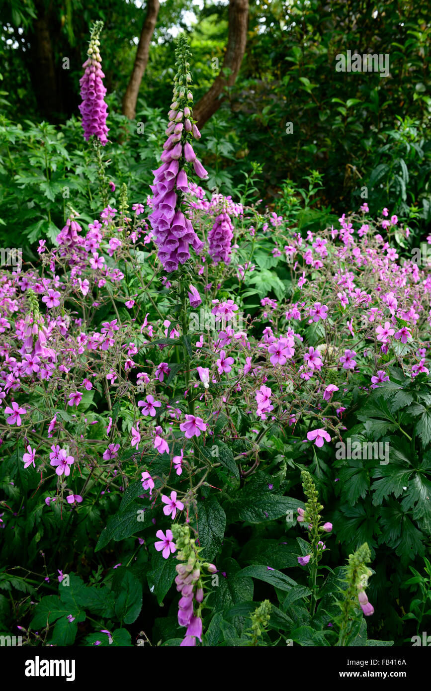 geranium palmatum digitalis purpureum purple pink flower flowers ...