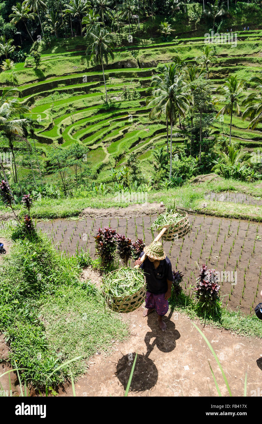 Layered planting hi-res stock photography and images - Alamy