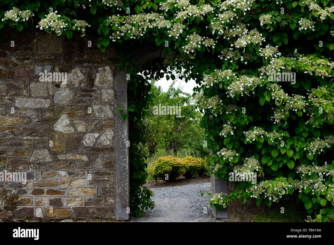 hydrangea anomala subsp petiolaris climbing hydrangeas walled garden ...