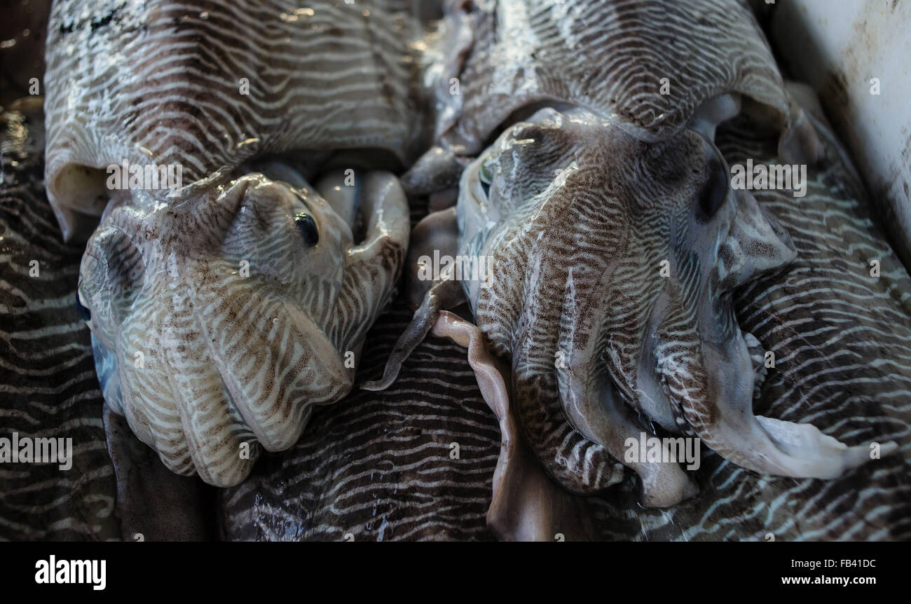 Muslim fish hi-res stock photography and images - Alamy