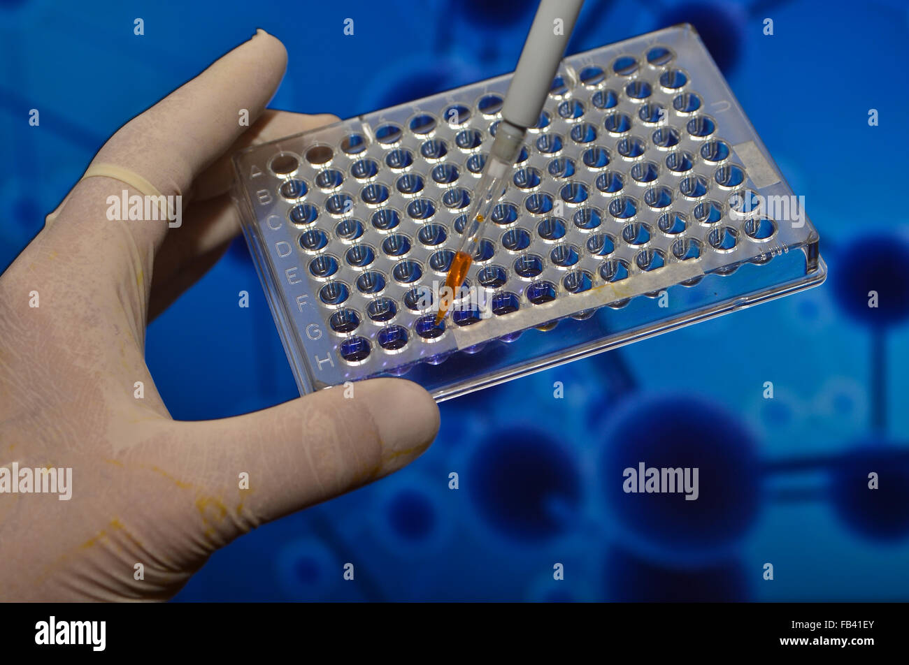 In the biomedical laboratory. The study of biological sample in a well ...