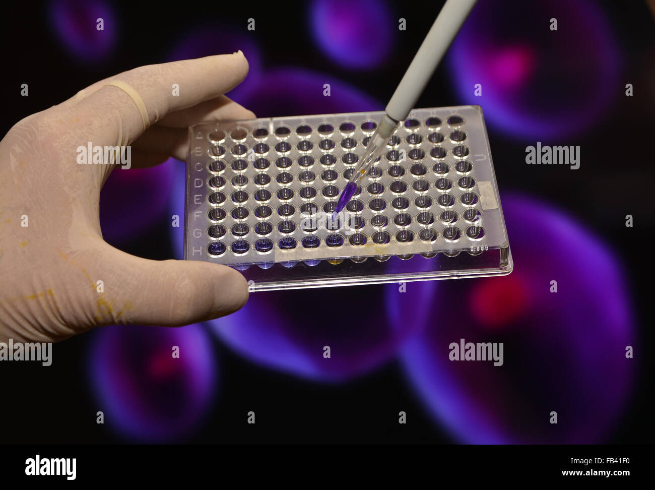 In the biomedical laboratory. The study of biological sample in a well ...