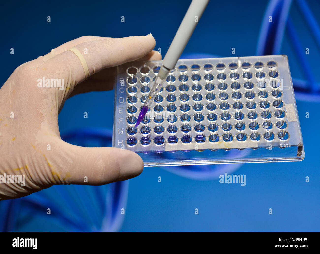 DNA testing in a scientific laboratory. The study of biological sample ...