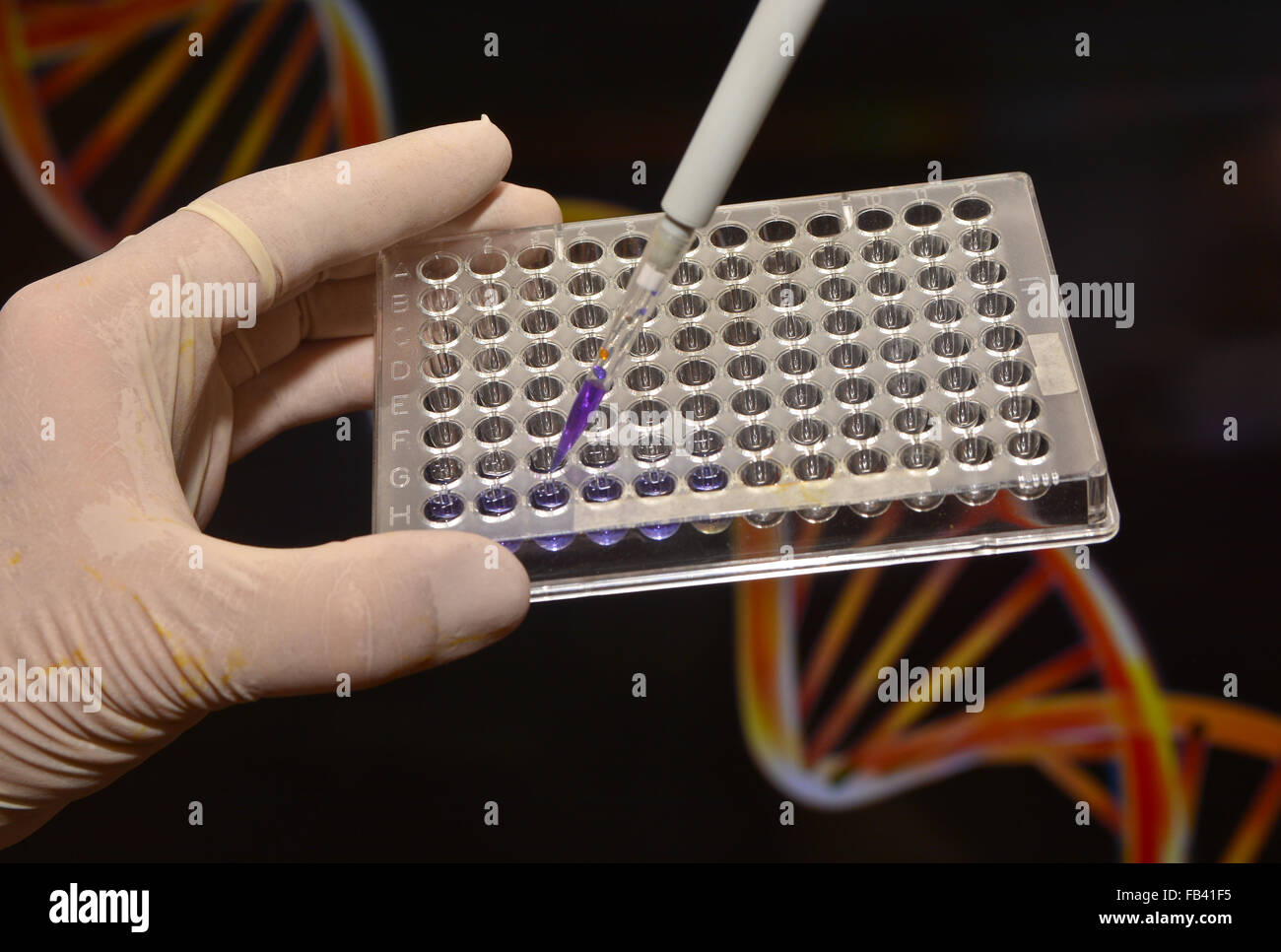 DNA testing in a scientific laboratory. The study of biological sample ...