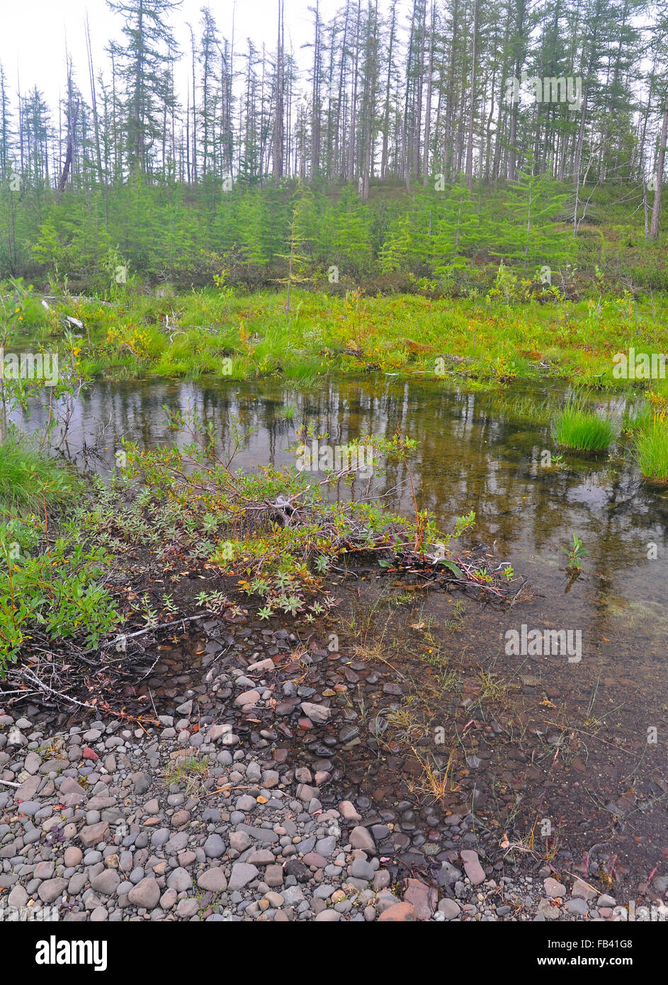 Marshy Pond High Resolution Stock Photography and Images - Alamy