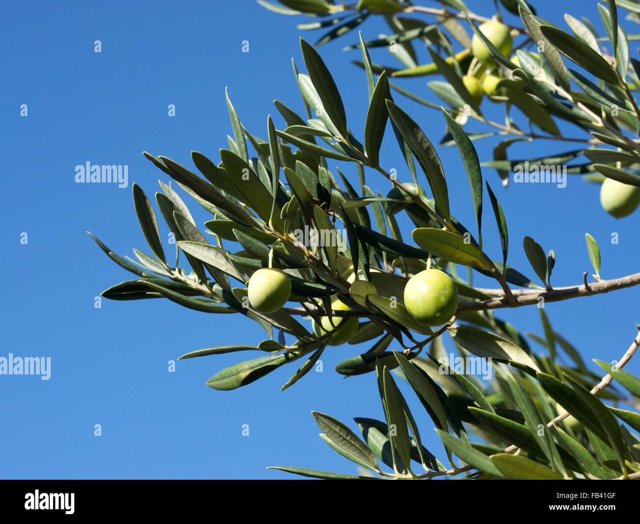 Olive tree branch with olive fruits with blue sky background Stock ...