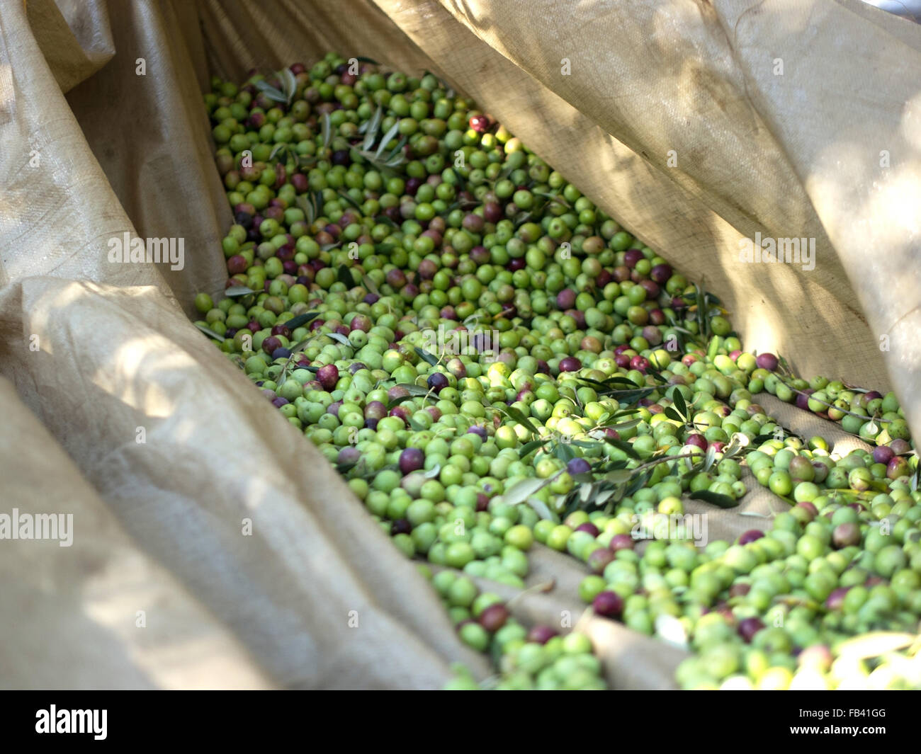 Many picked olive fruits on the ground Stock Photo - Alamy