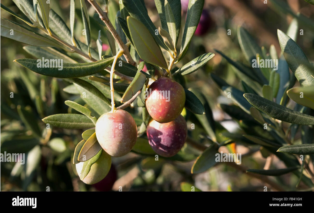 Fruit of the olive tree hi-res stock photography and images - Alamy