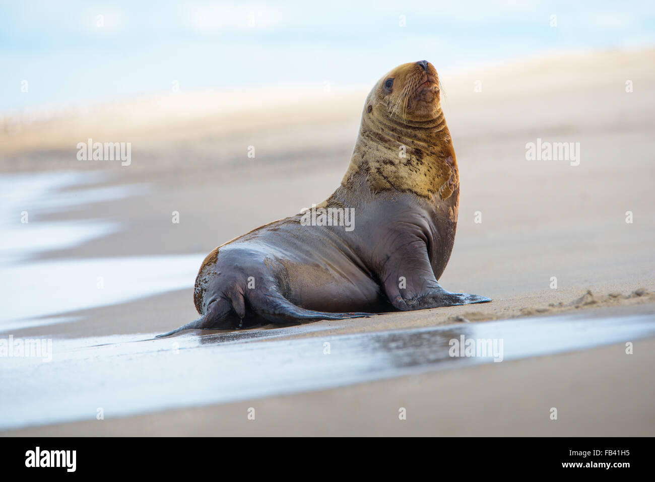 Sea lion. Wildlife of the northern part of Sakhalin Island, Russia ...