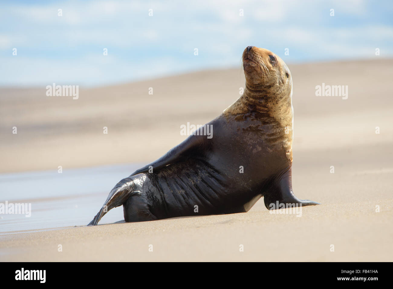 Sea Lion Wildlife Of The Northern Part Of Sakhalin Island Russia