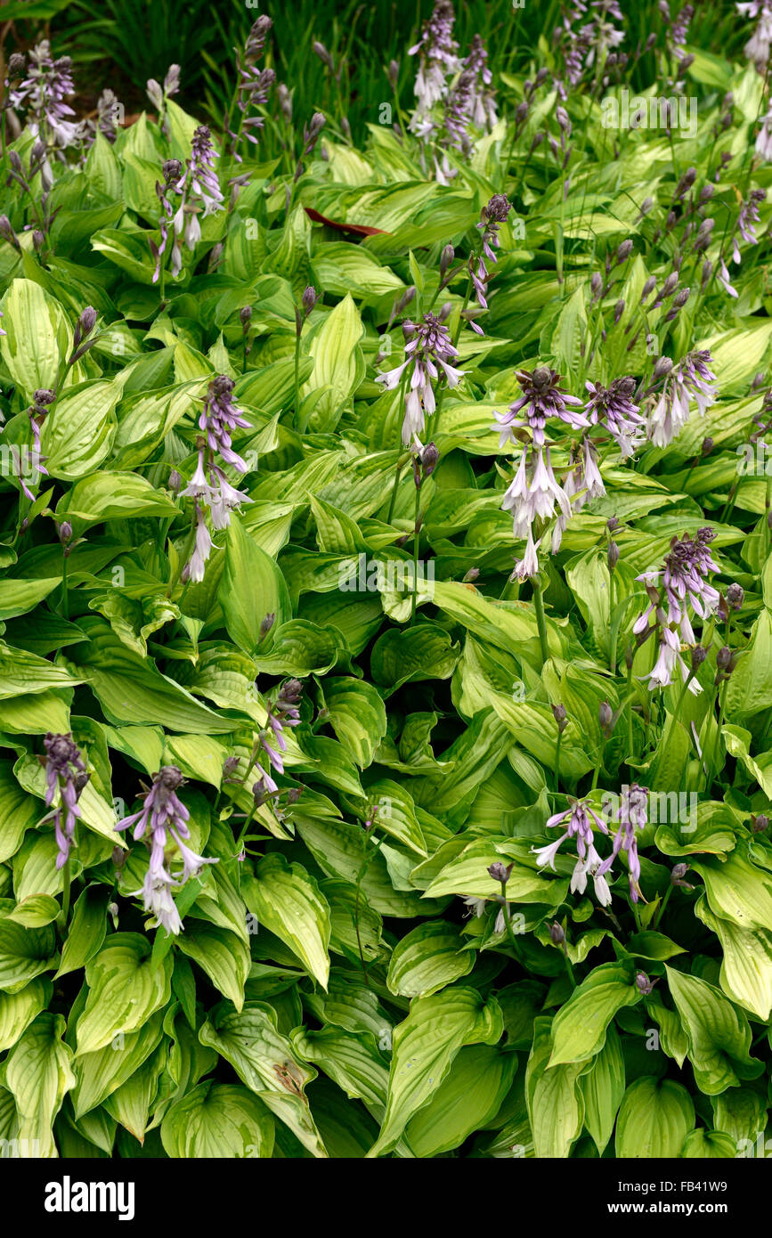 hosta fortunei leaves foliage flower flowering large clumps mass massed ...