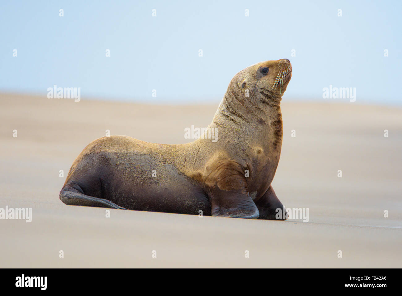 Sea lion. Wildlife of the northern part of Sakhalin Island, Russia ...