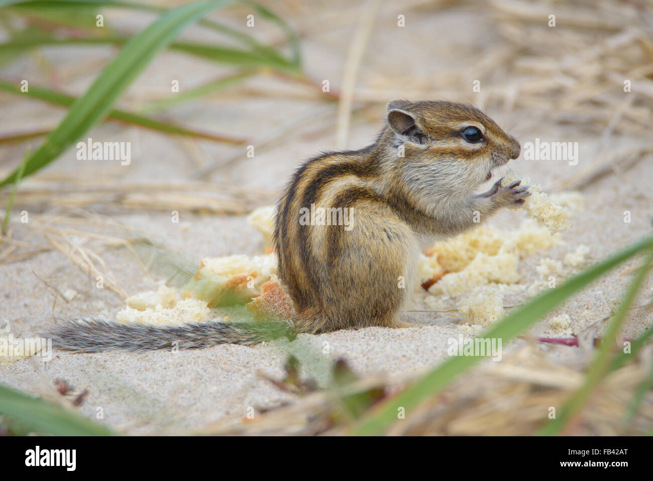 Chipmunks. Wildlife of the northern part of Sakhalin Island, Russia ...