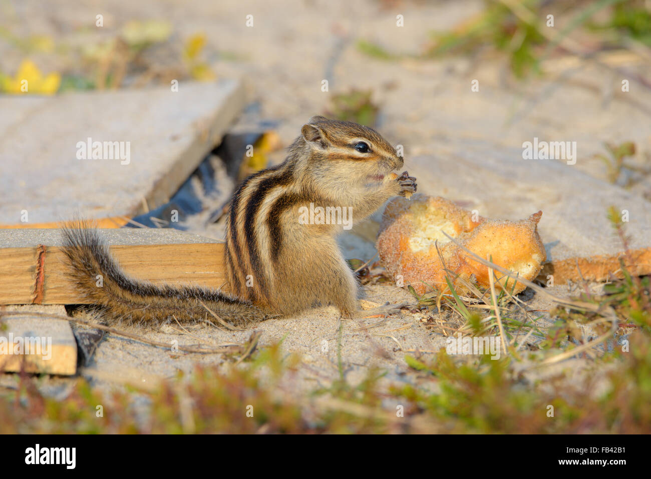 Chipmunks. Wildlife of the northern part of Sakhalin Island, Russia ...