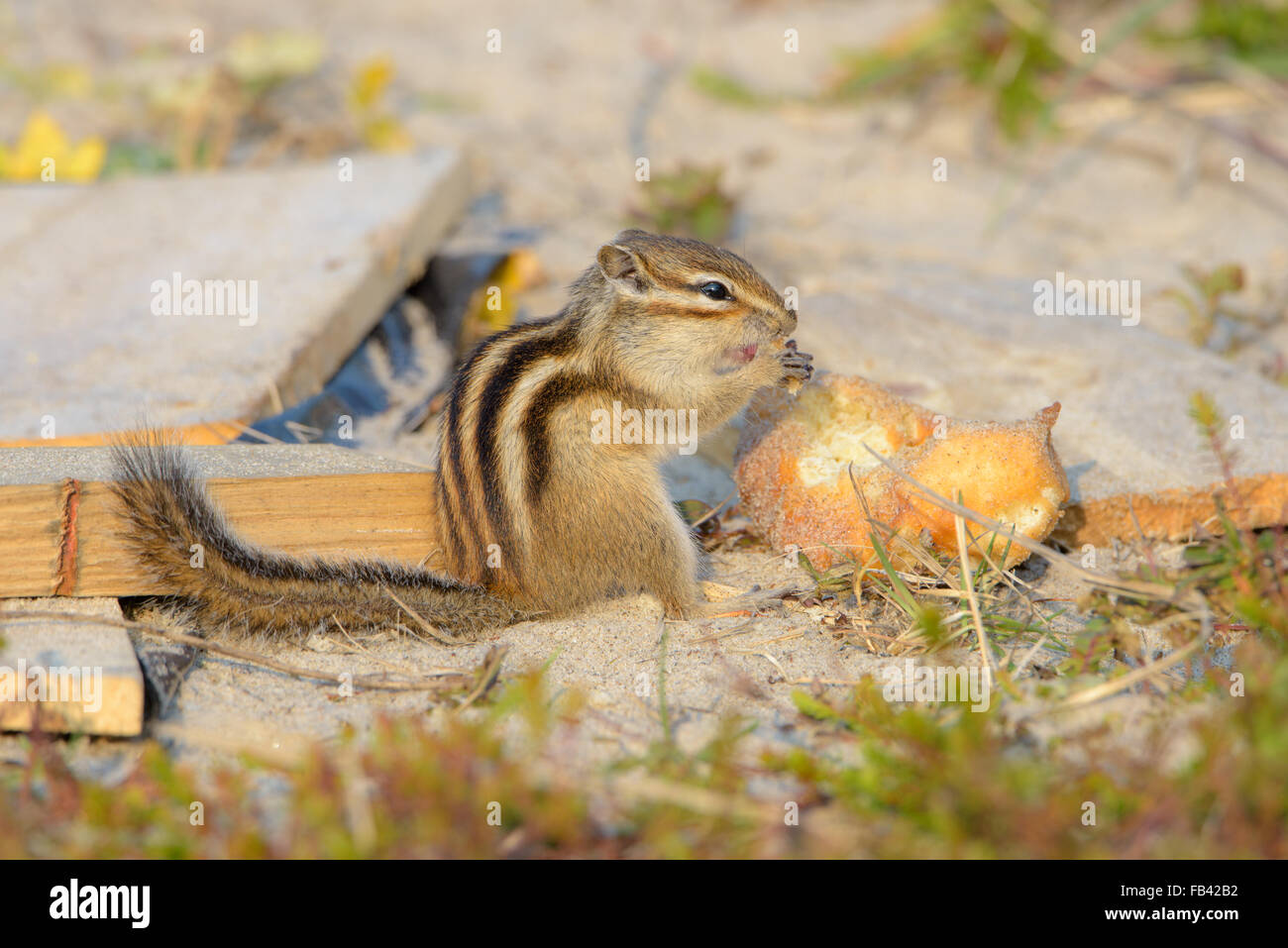 Chipmunks. Wildlife of the northern part of Sakhalin Island, Russia ...