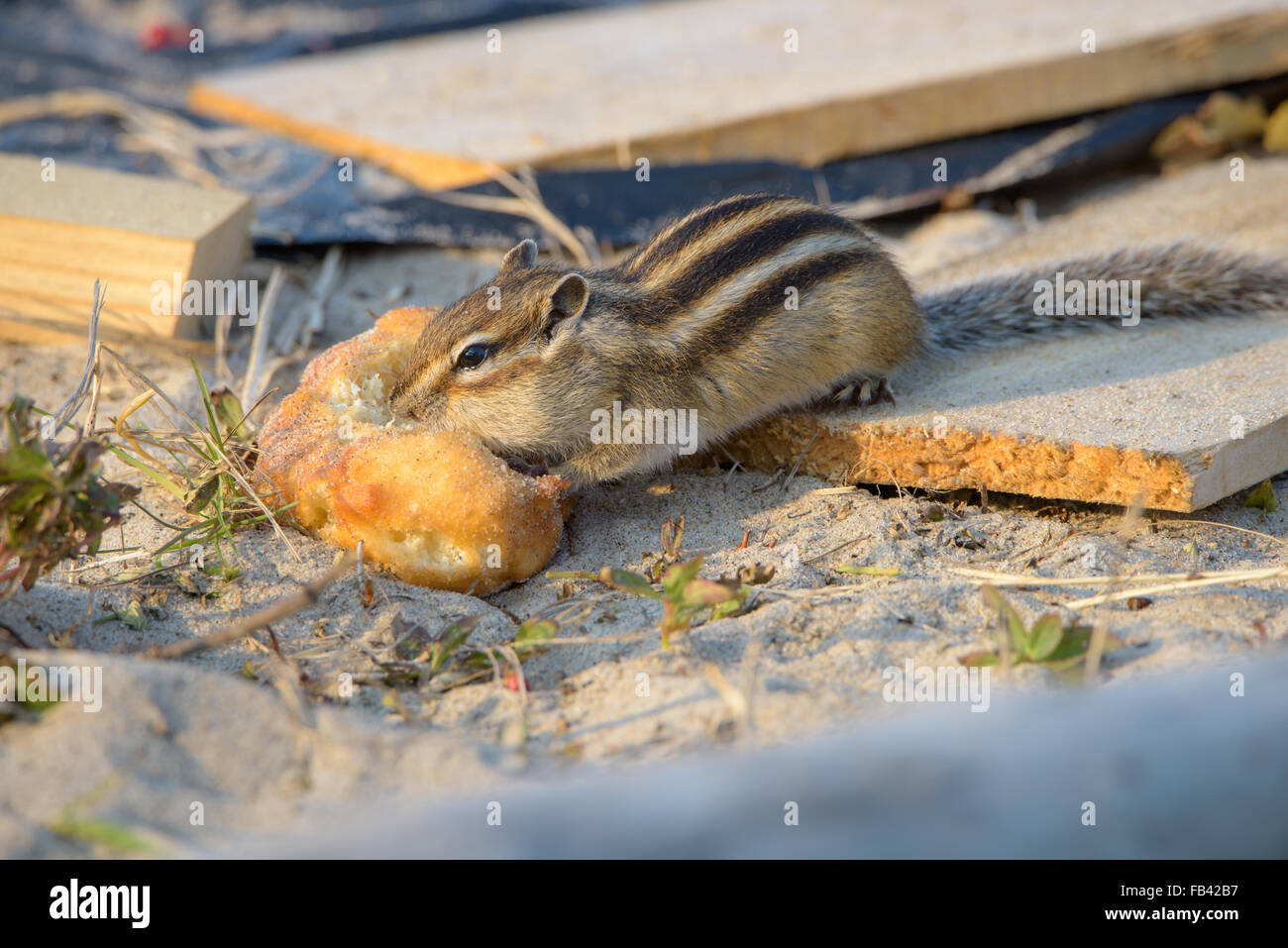 Chipmunks. Wildlife of the northern part of Sakhalin Island, Russia ...