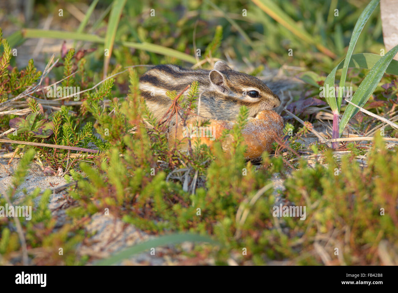 Chipmunks. Wildlife of the northern part of Sakhalin Island, Russia ...