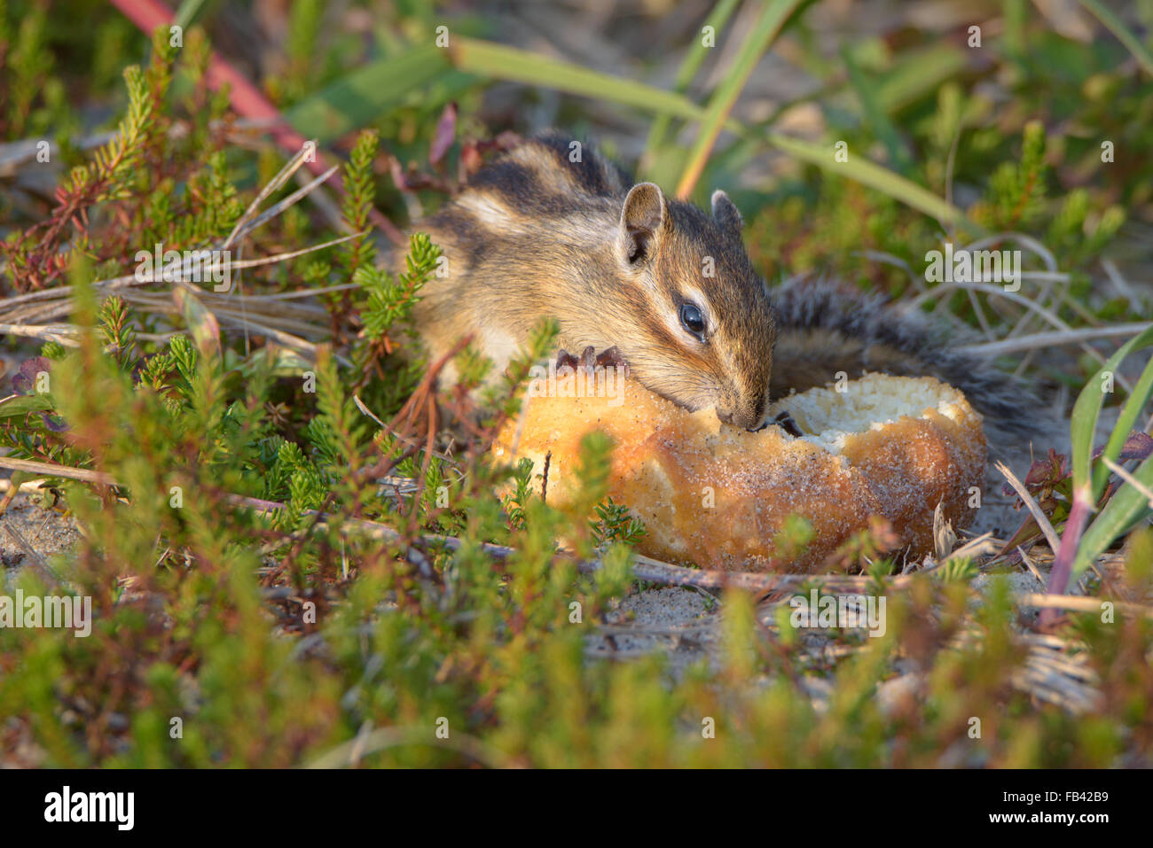 Chipmunks. Wildlife of the northern part of Sakhalin Island, Russia ...