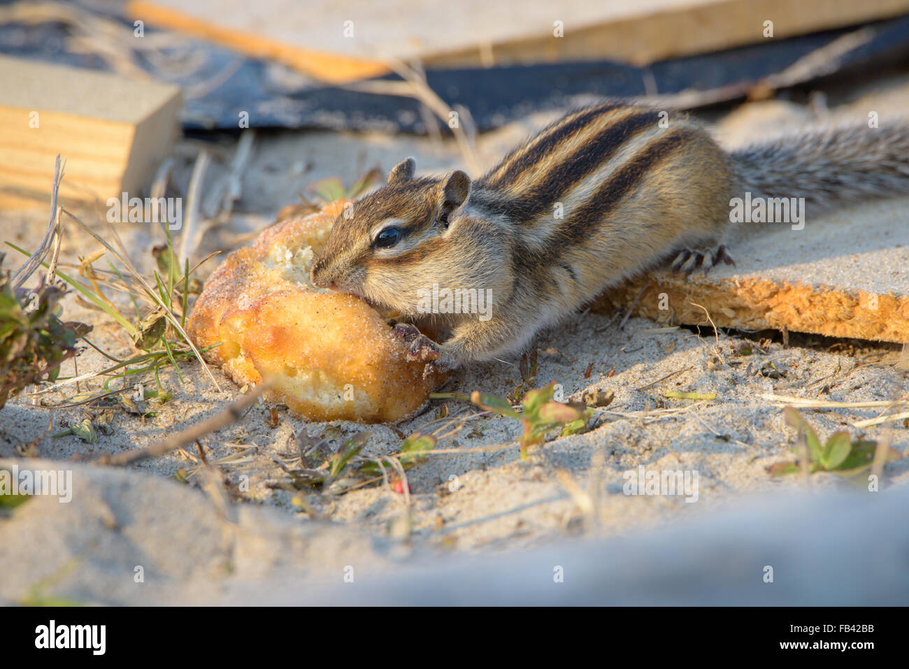 Chipmunks. Wildlife of the northern part of Sakhalin Island, Russia ...