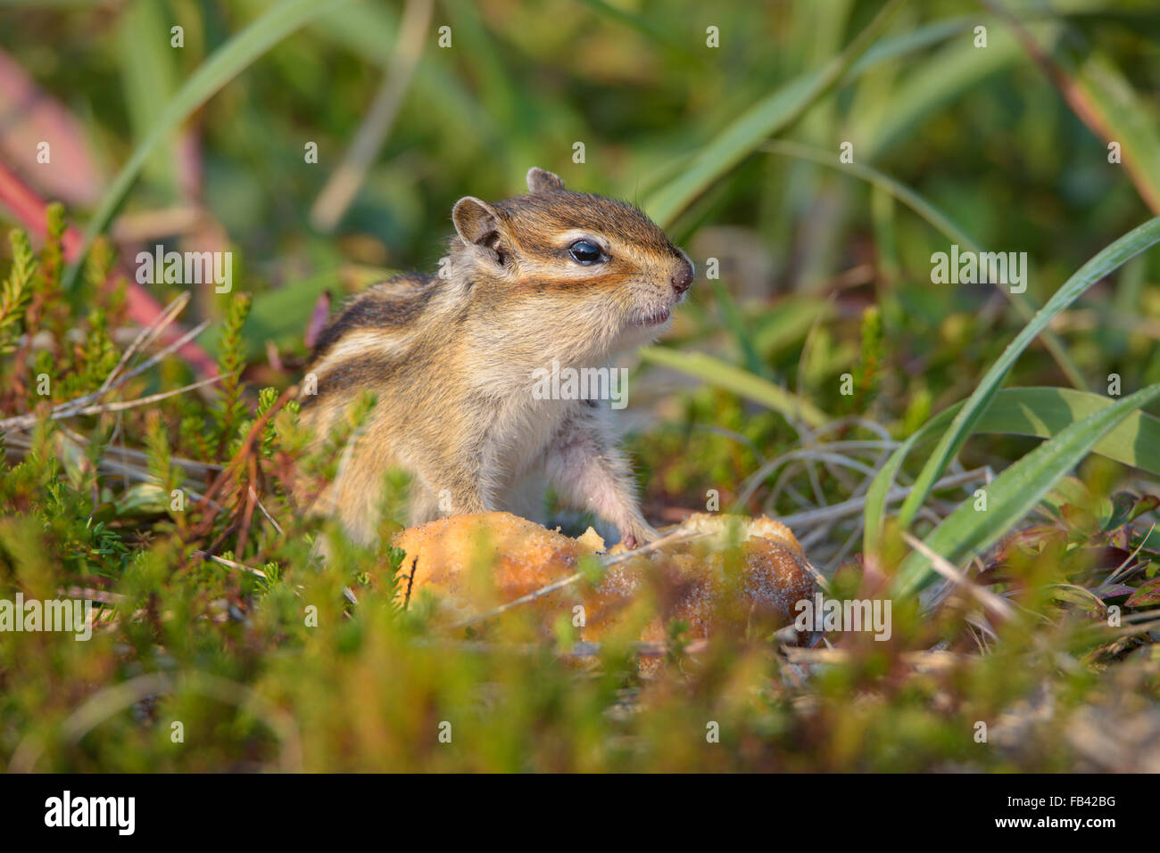 Chipmunks. Wildlife of the northern part of Sakhalin Island, Russia ...
