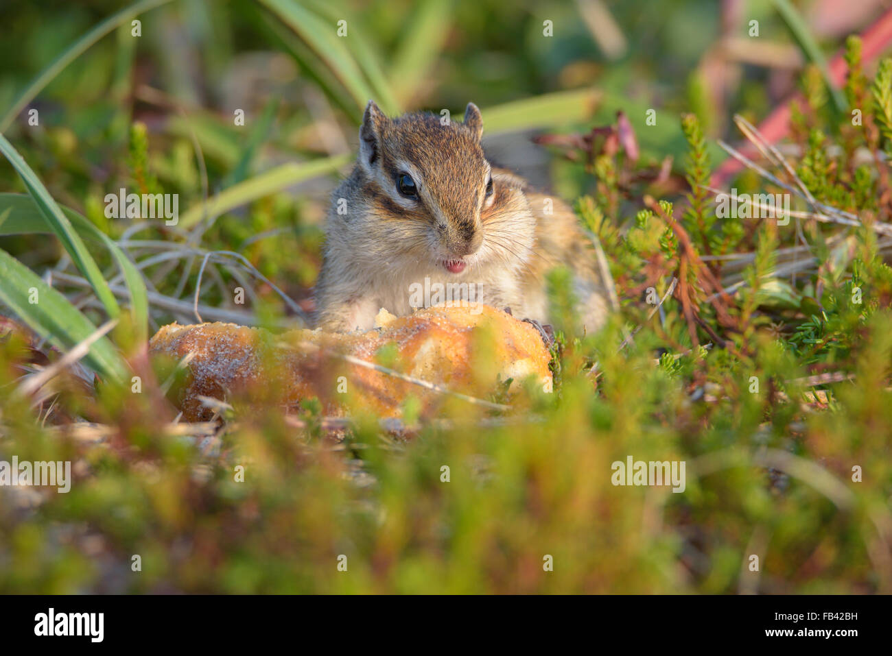 Chipmunks. Wildlife of the northern part of Sakhalin Island, Russia ...