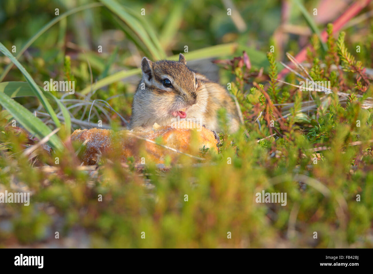 Chipmunks. Wildlife of the northern part of Sakhalin Island, Russia ...