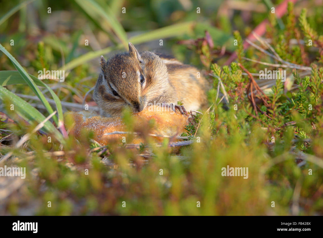 Chipmunks. Wildlife of the northern part of Sakhalin Island, Russia ...