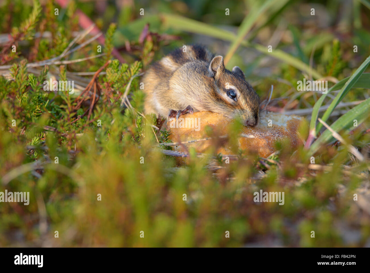 Chipmunks. Wildlife of the northern part of Sakhalin Island, Russia ...